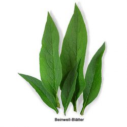 Beinwell - KräuterABC